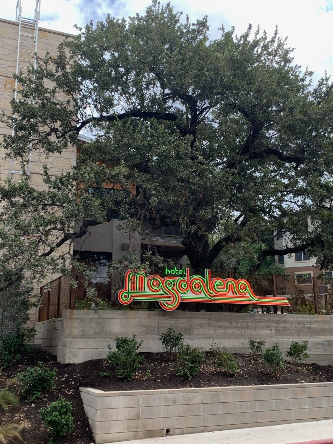 What is a Heritage Tree in the City of Austin? - WGI